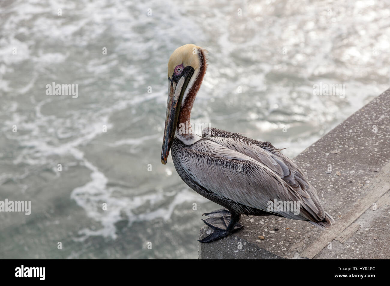 Pelican sitting hi-res stock photography and images - Alamy