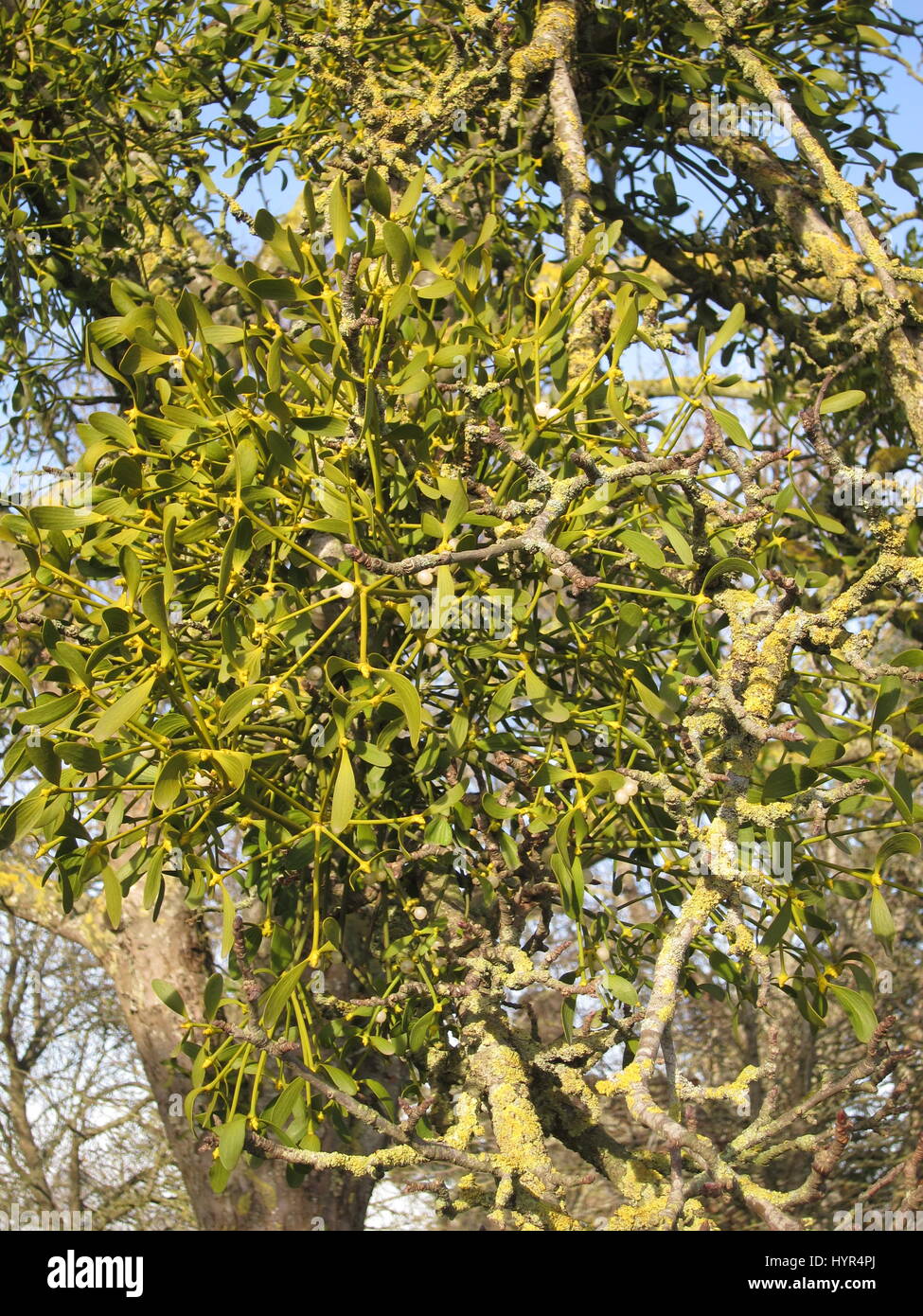 Mistletoe growing on a tree Stock Photo - Alamy
