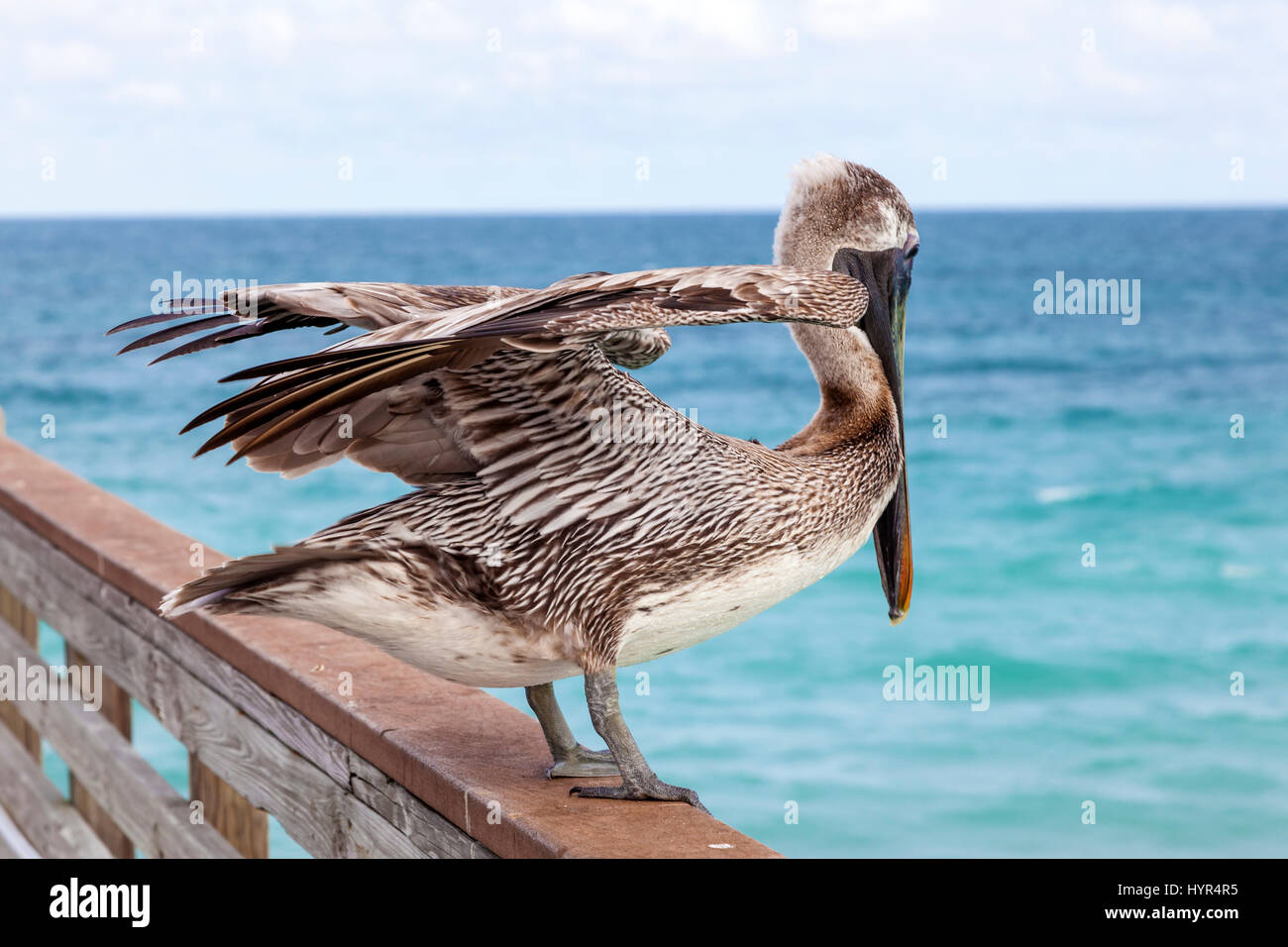 Pelican sitting hi-res stock photography and images - Alamy