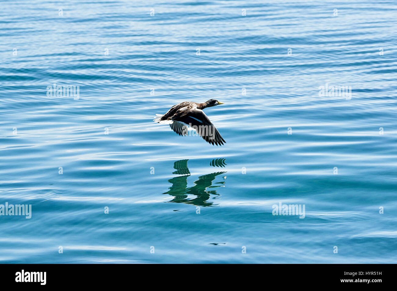 Duck flying over Lake Geneva, Switzerland Stock Photo - Alamy