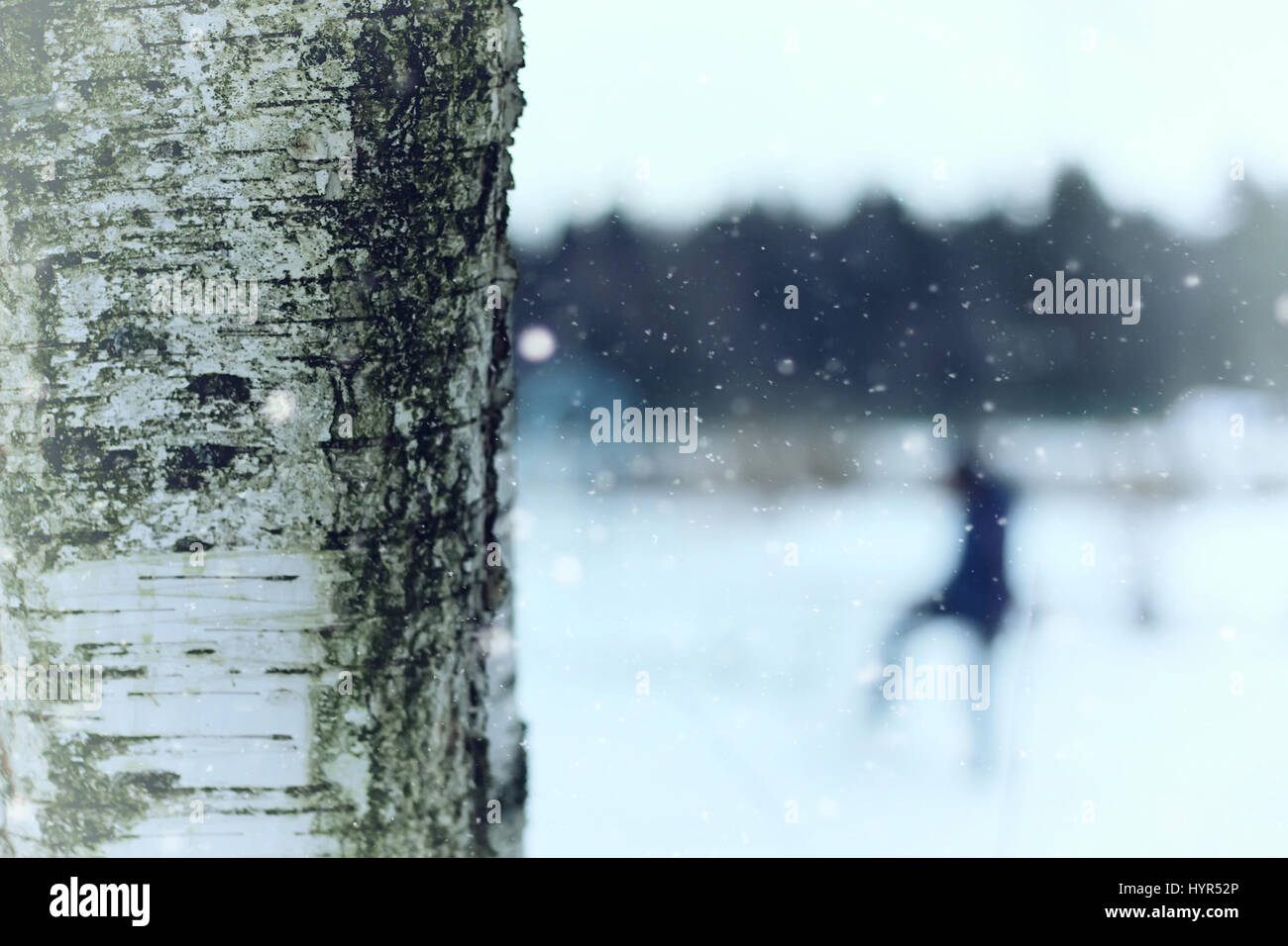 birch tree trunk winter Stock Photo - Alamy