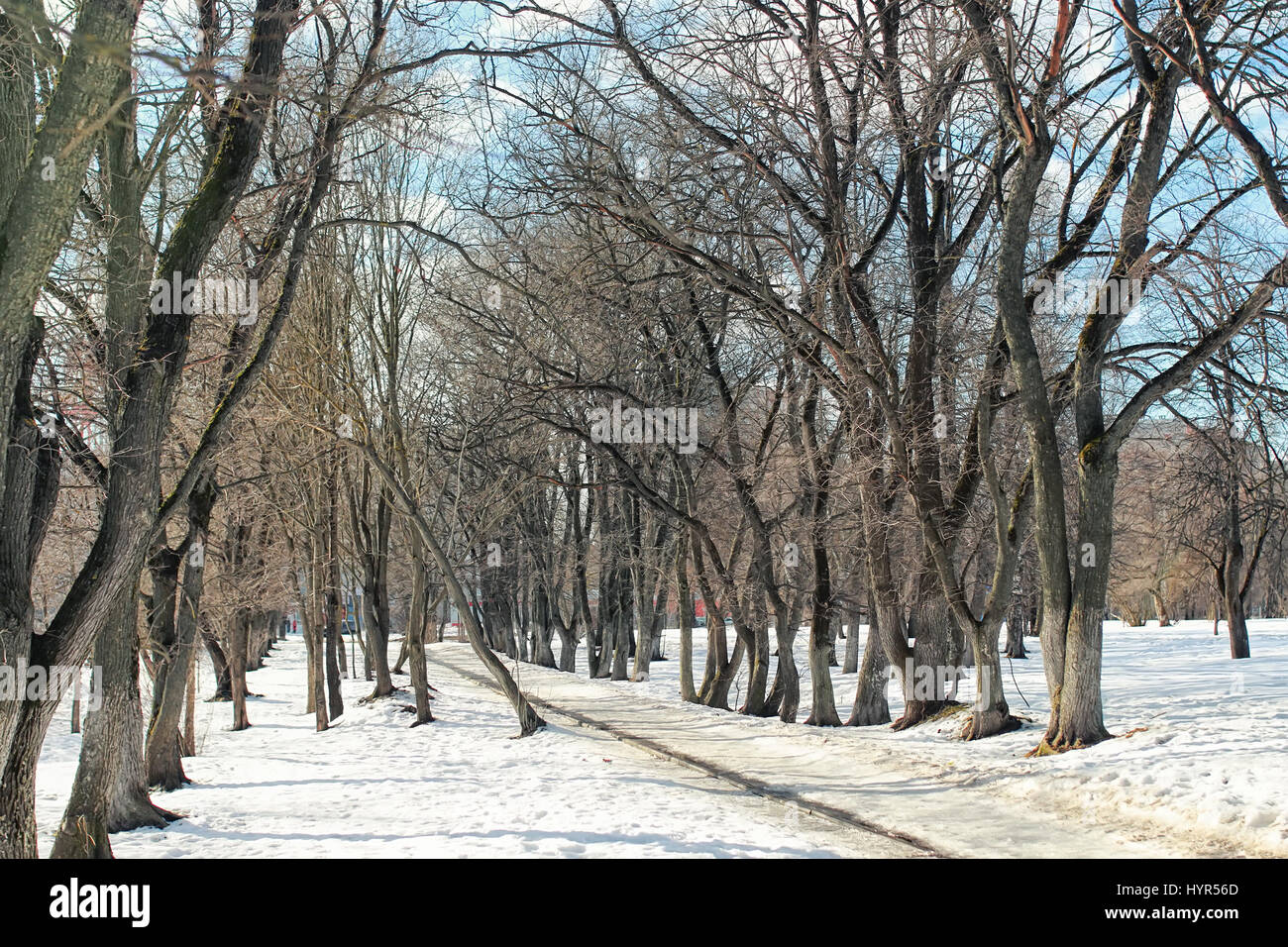 thaw snow lanscape tree Stock Photo - Alamy