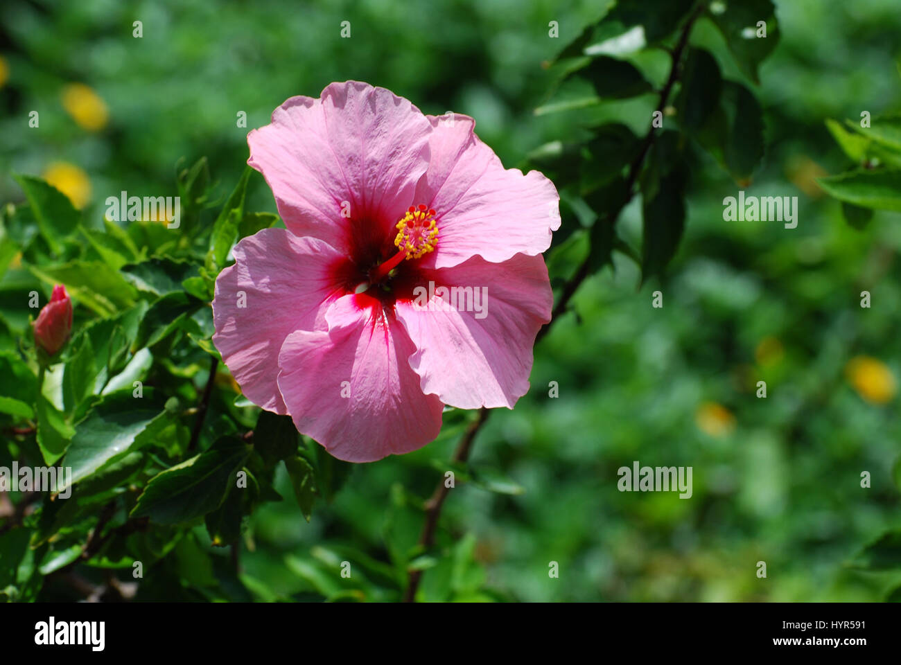 Flowering pink hibiscus plant in a garden Stock Photo - Alamy
