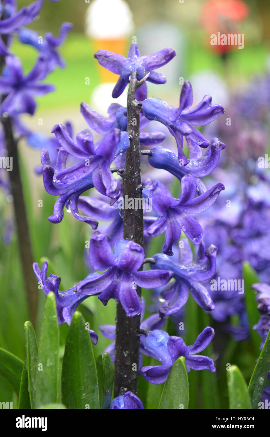 Spring garden with blooming hyacinth flowers Stock Photo - Alamy