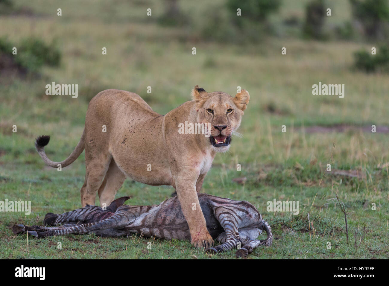A lioness standing proudly over her prey. A HUNGRY lioness has been ...