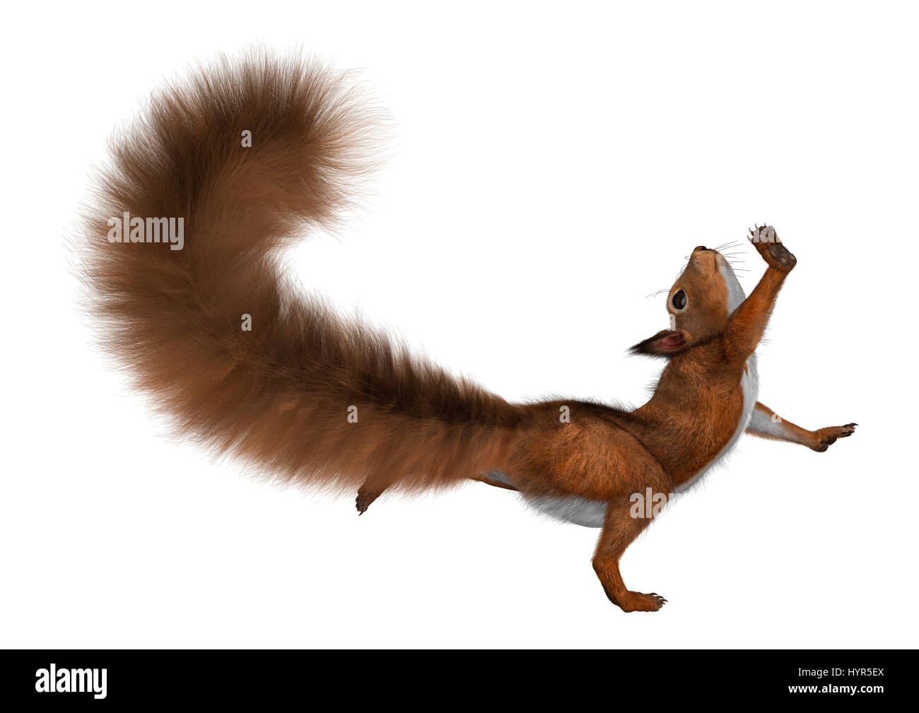 3D rendering of an European red squirrel isolated on white background ...