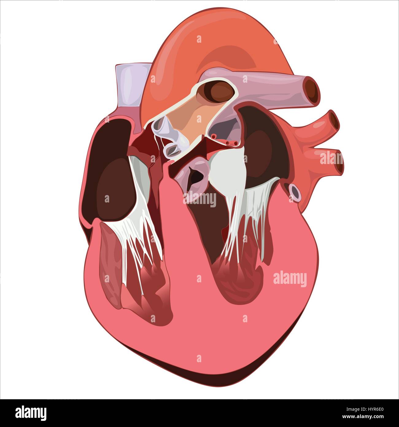 Hearth anatomy hi-res stock photography and images - Alamy