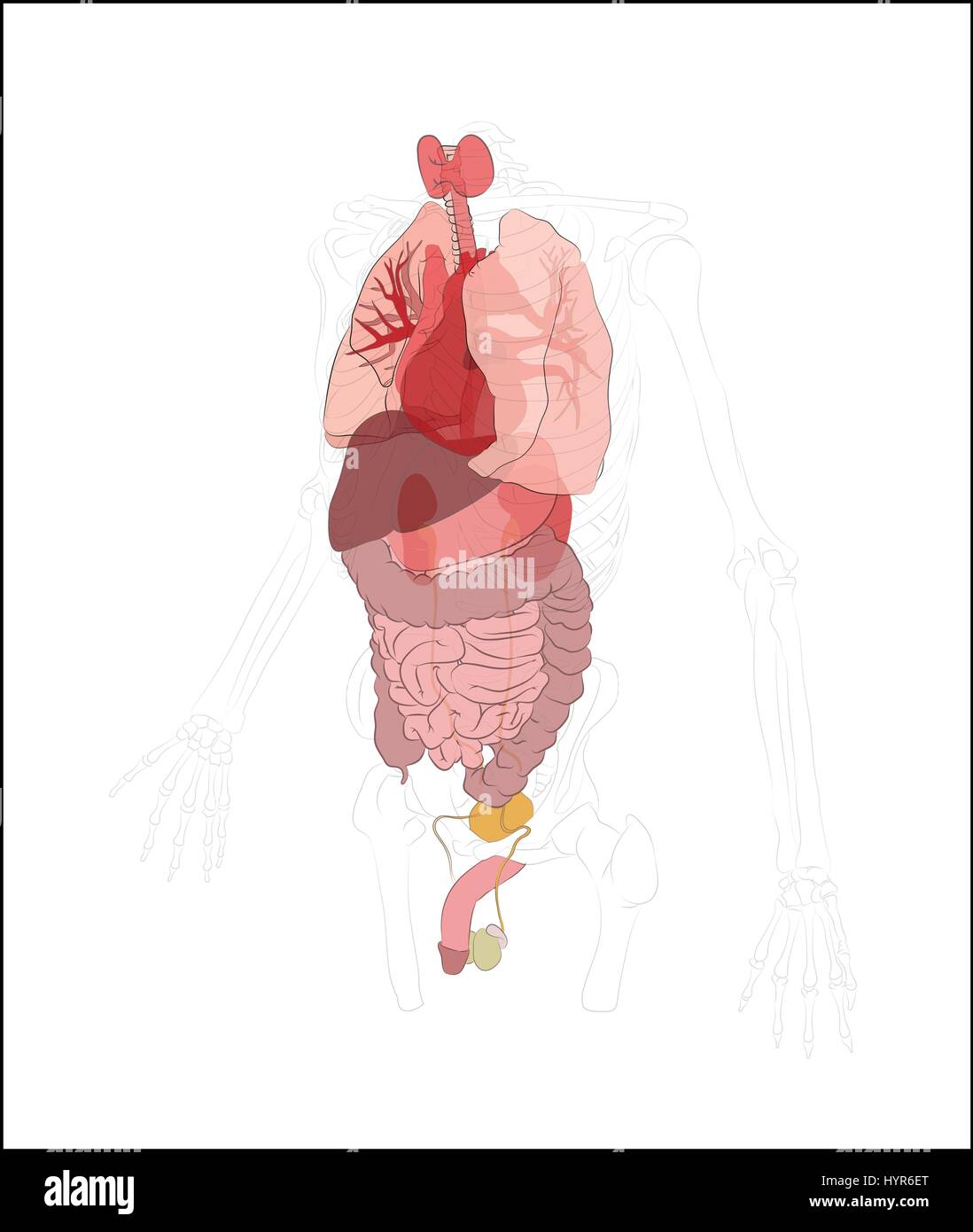 Male internal organs hi-res stock photography and images - Alamy
