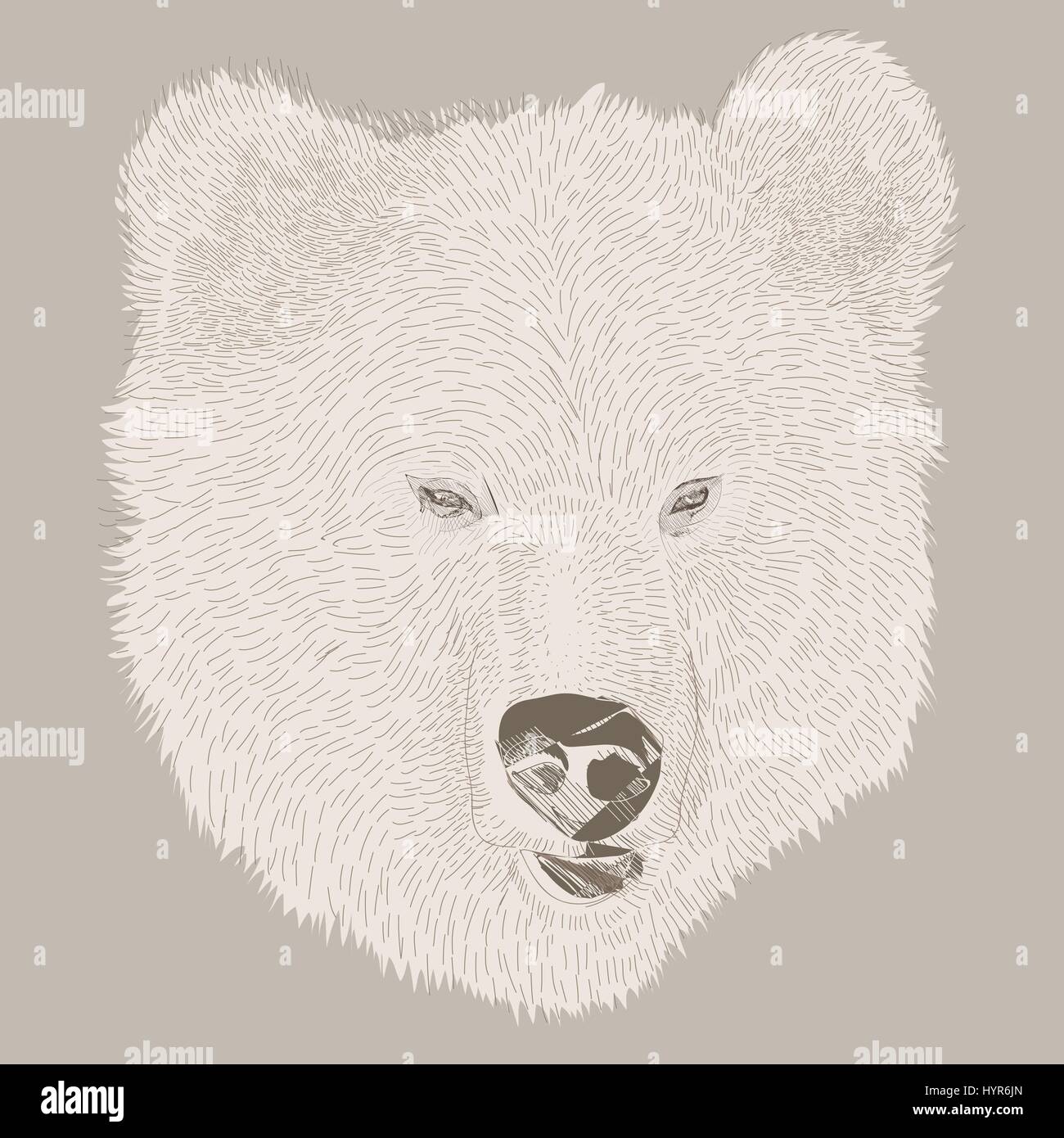 Vector illustration Marker hand-drawn forest animals: bear Stock Vector ...