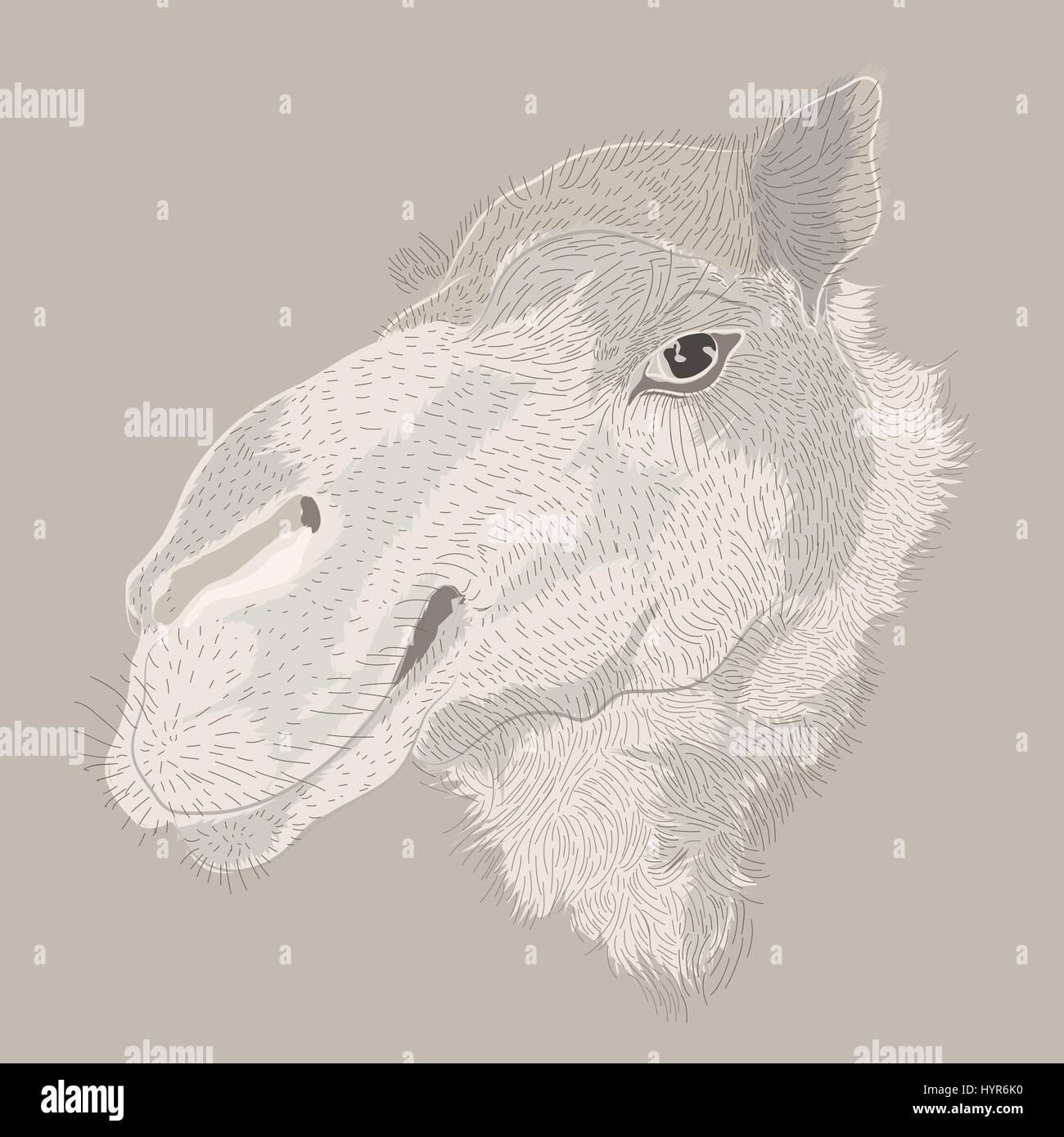 engraving style vector hand drawing camel head Stock Vector Image & Art ...