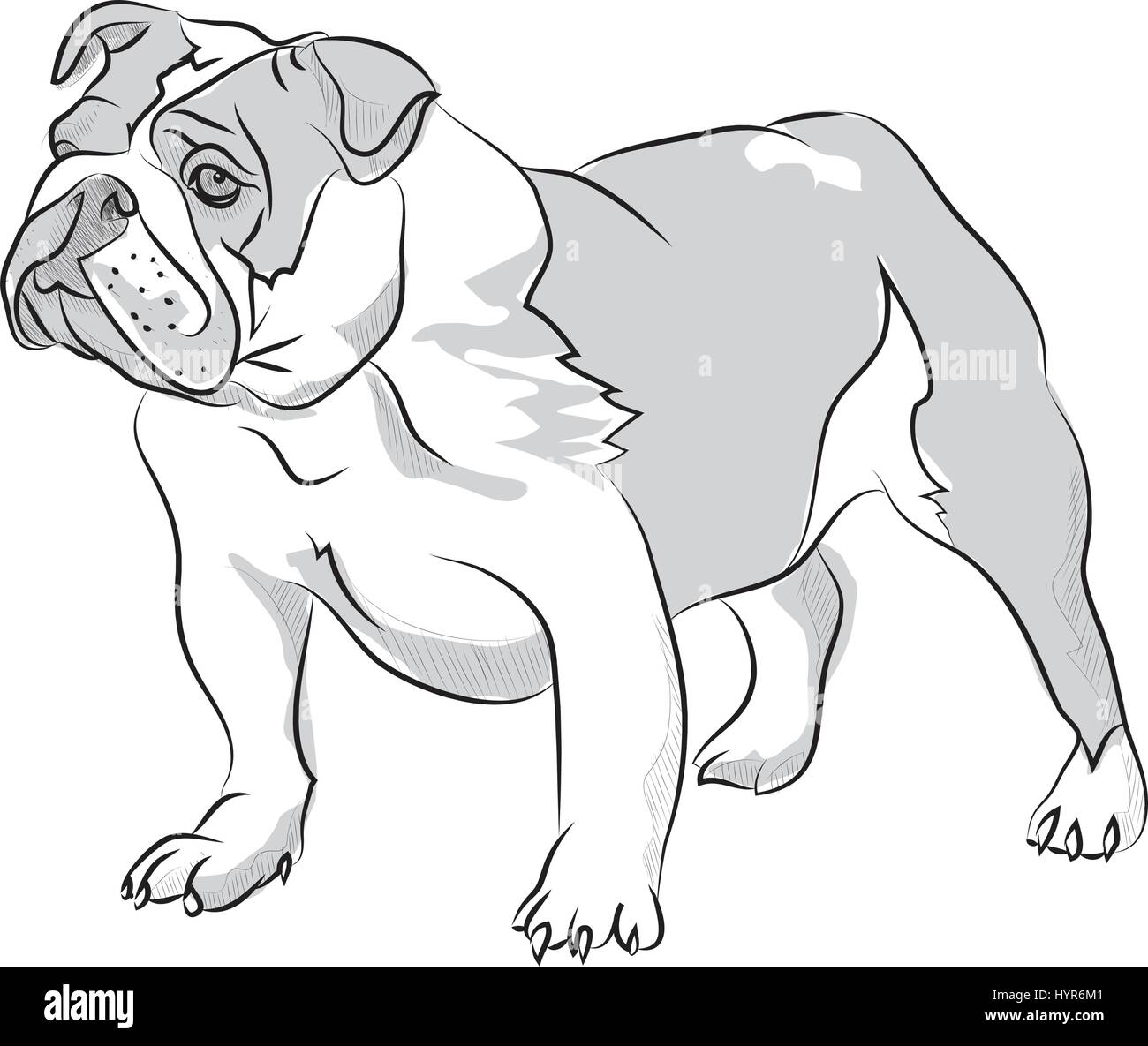 Vector sketch hand drawing illustration bulldog standing Stock Vector ...