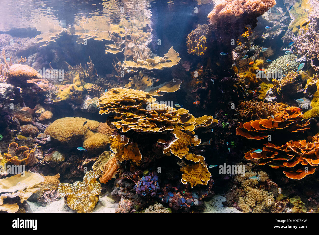 Small Coral Fish In Aquarium Stock Photo - Alamy