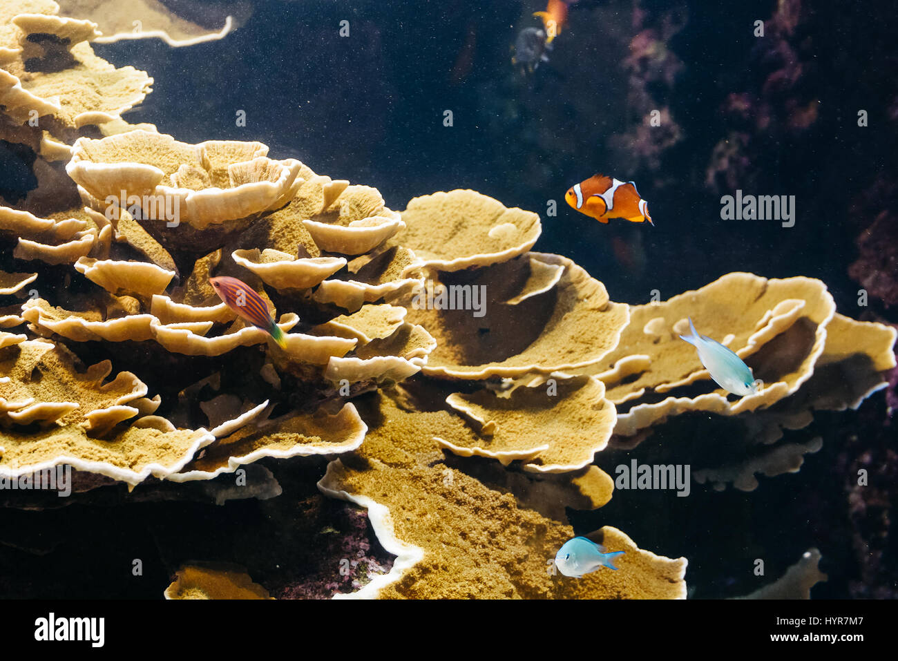 Beautiful small fish in aquarium hi-res stock photography and images ...