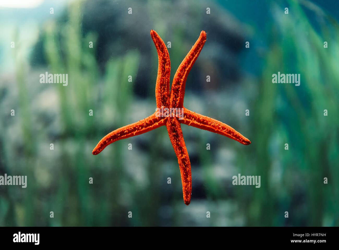 Star shape star shaped invertebrates hi-res stock photography and ...
