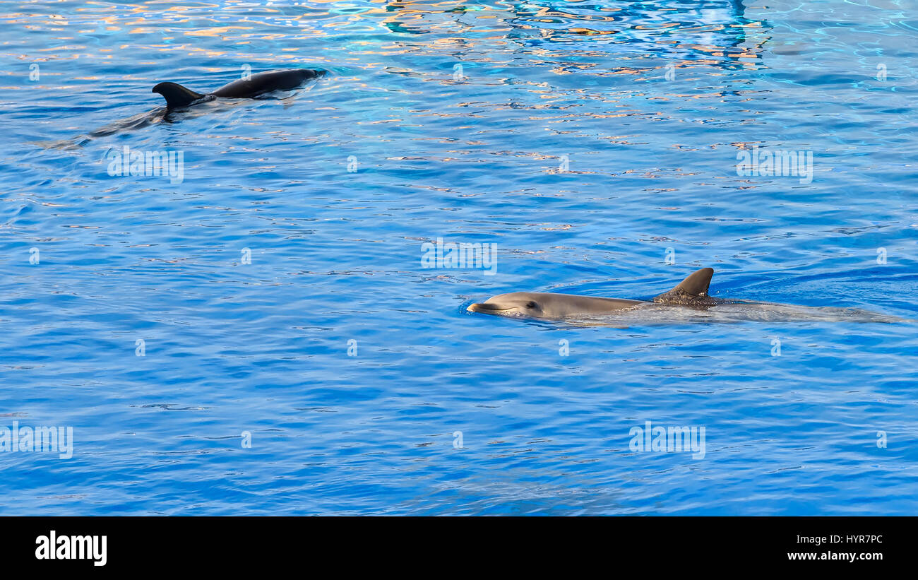 Friendly Dolphin In Blue Water Stock Photo - Alamy