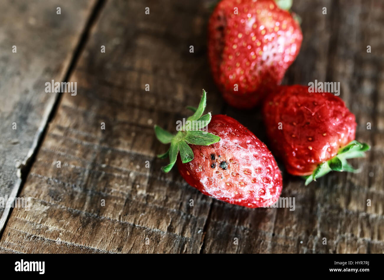 Fungal Decay Stock Photos & Fungal Decay Stock Images - Alamy