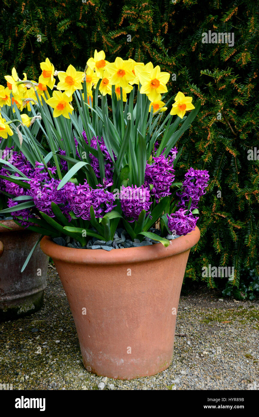 Daffodils and Hyacinths on Display in Terracotta Flowerpots at RHS ...