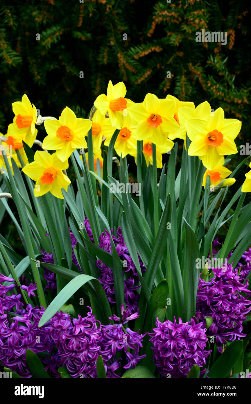 Daffodils and hyacinths hi-res stock photography and images - Alamy