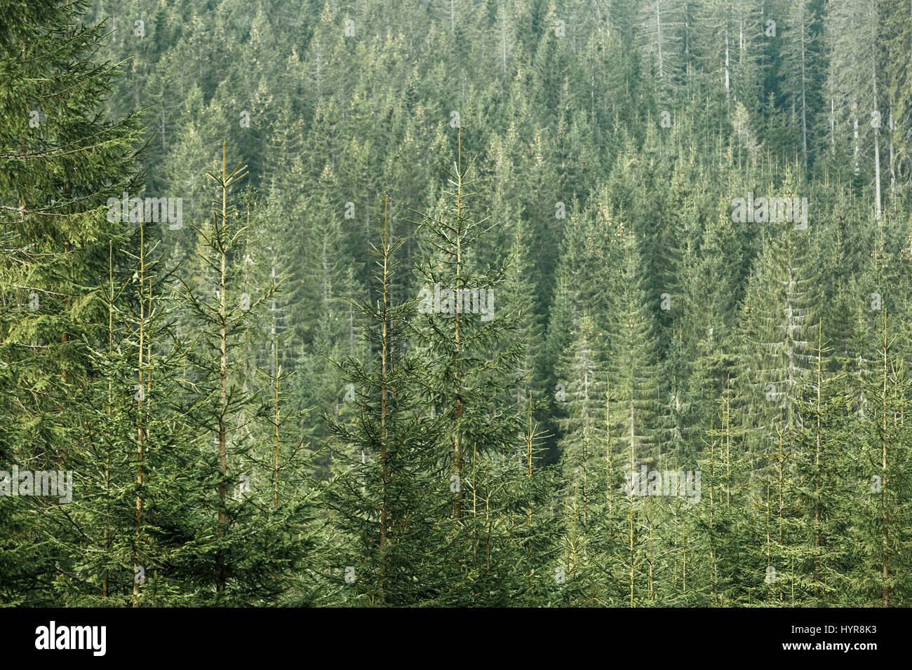 Healthy forest ecosystem hi-res stock photography and images - Alamy