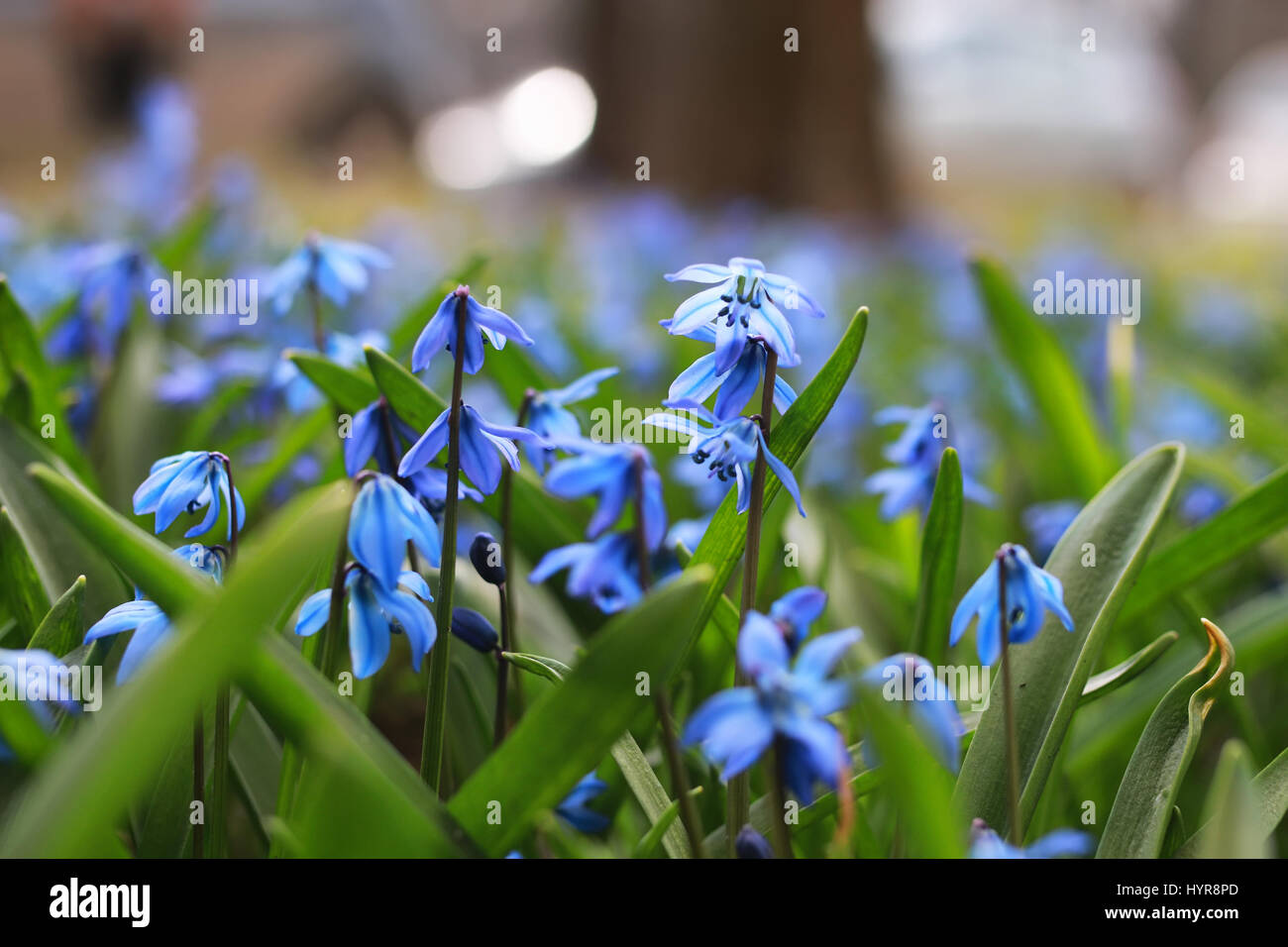 blue first flower in spring Stock Photo - Alamy
