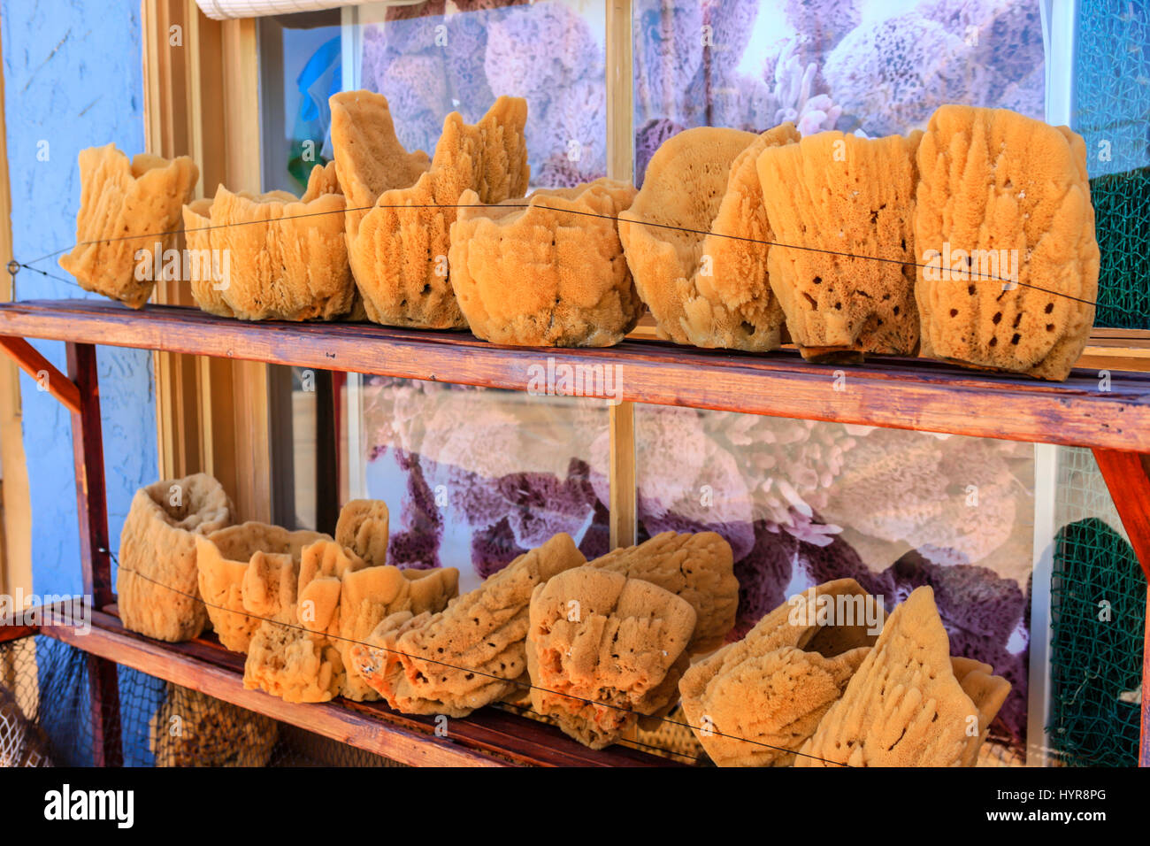 Natural sponges on sale in Tarpon Springs, Florida Stock Photo - Alamy