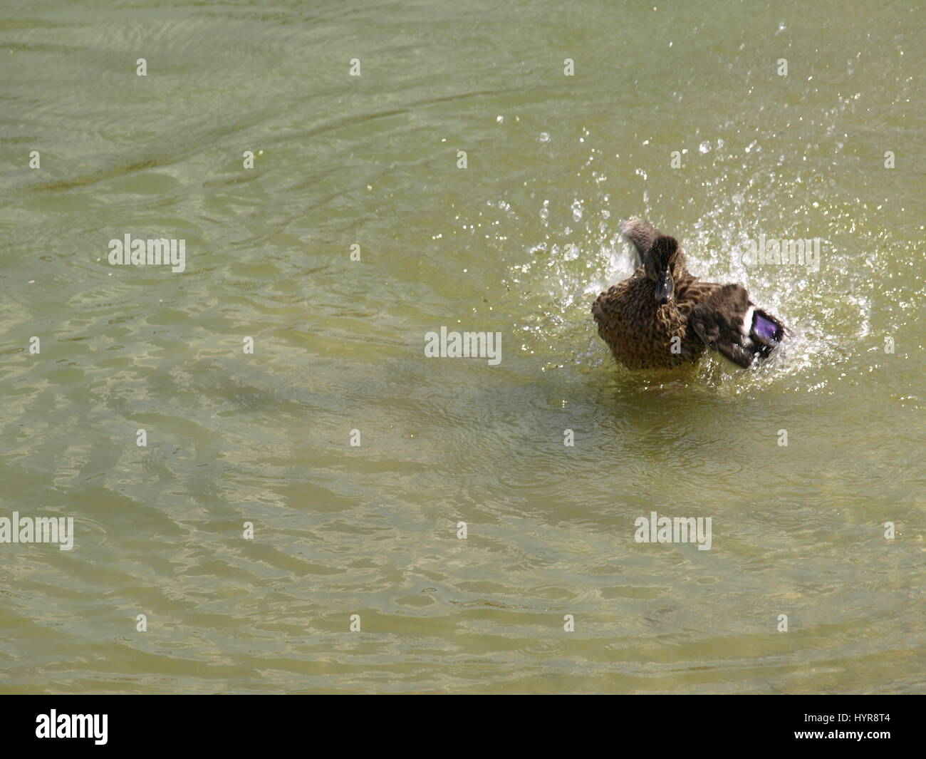 Wild duck in lake Stock Photo - Alamy