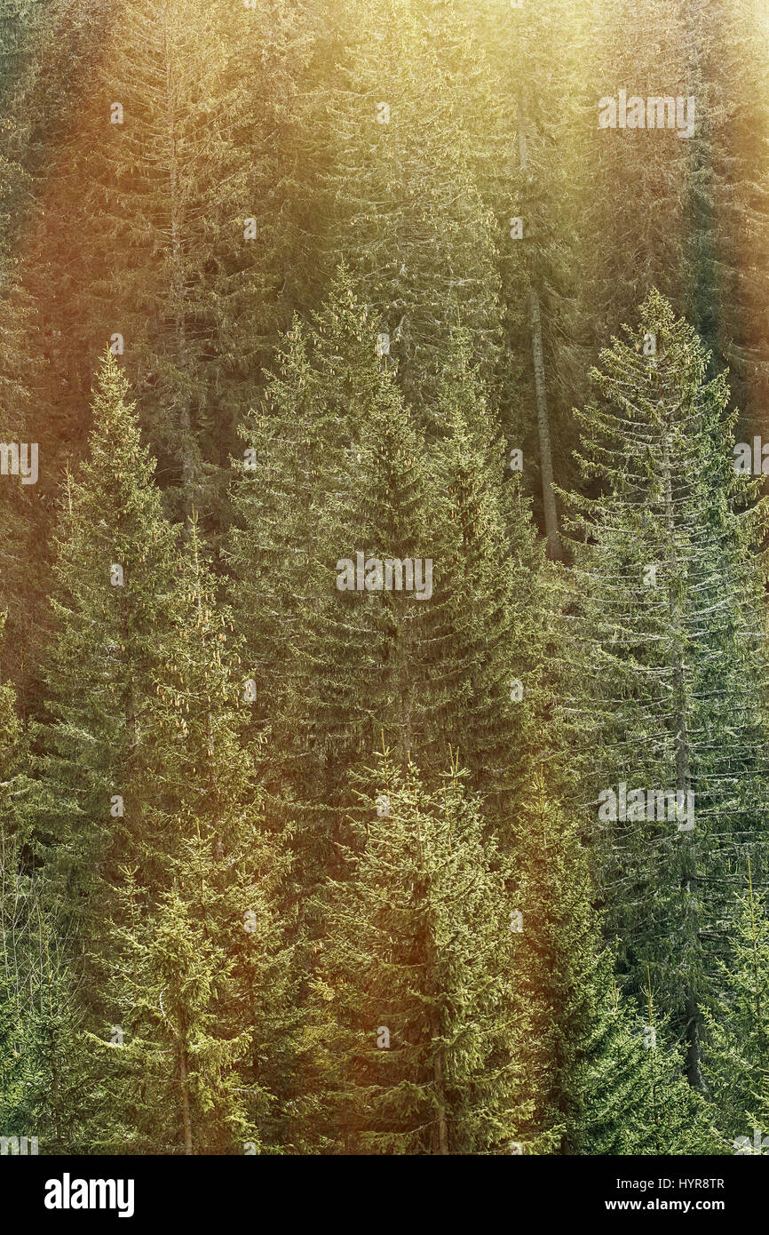 Healthy, big green coniferous trees in a forest of old spruce, fir and ...