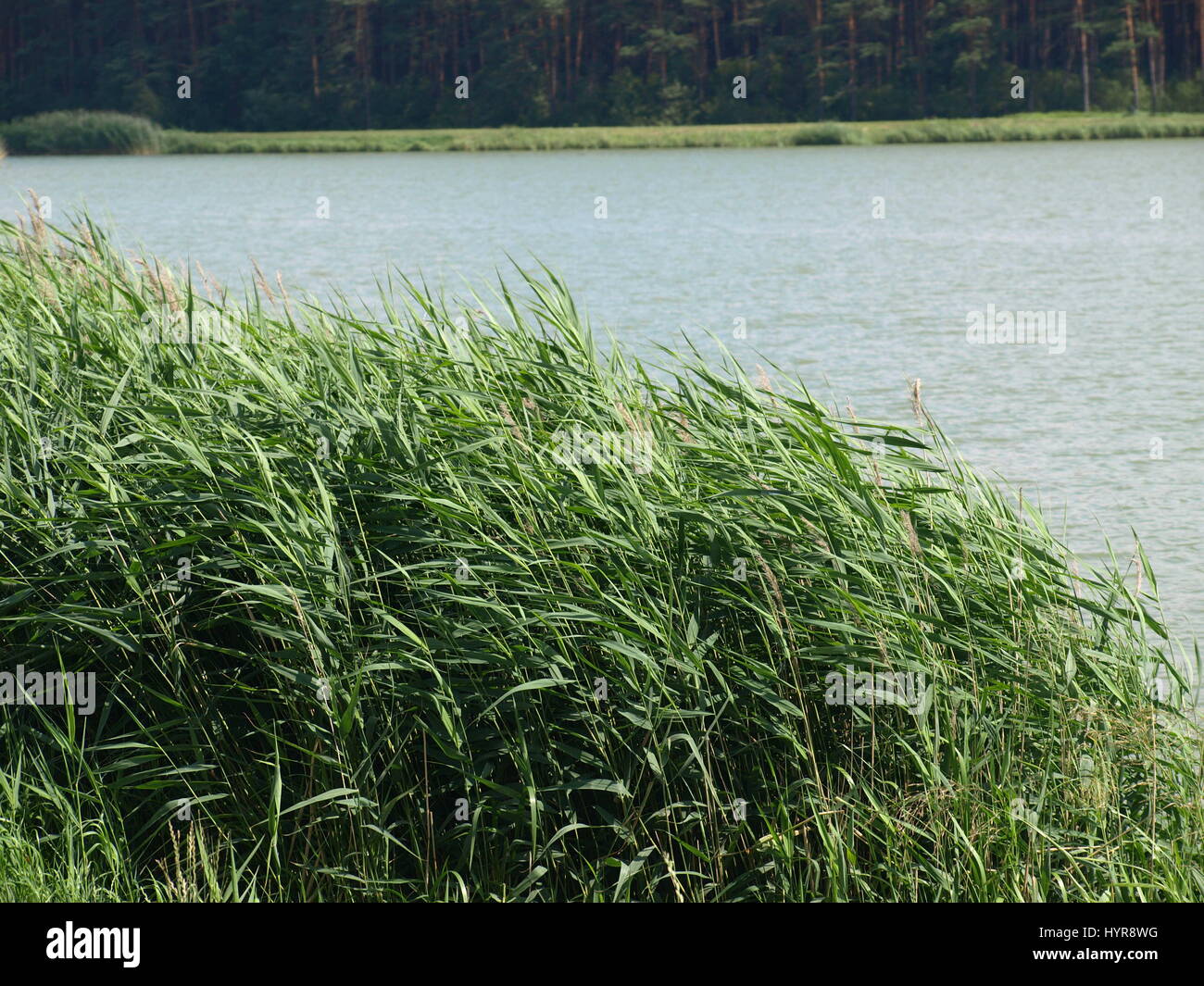 Sweet flags in lake Stock Photo - Alamy