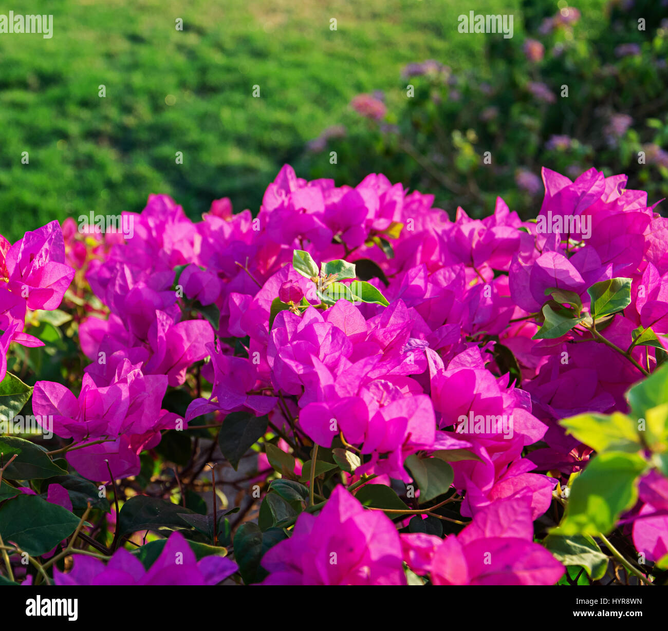 Background of beautiful floral bush Stock Photo - Alamy