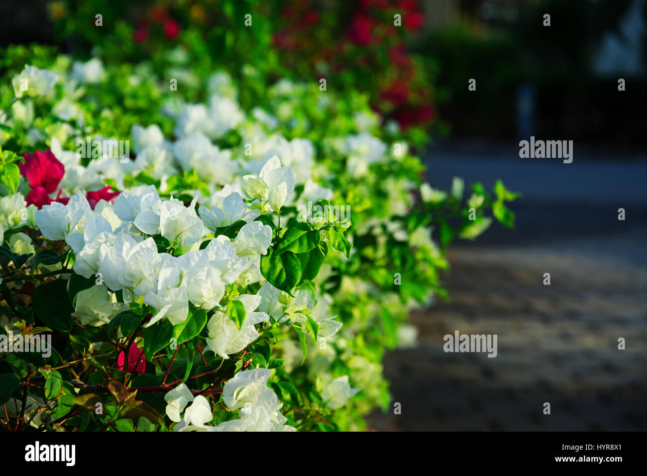 Background of beautiful floral bush Stock Photo - Alamy