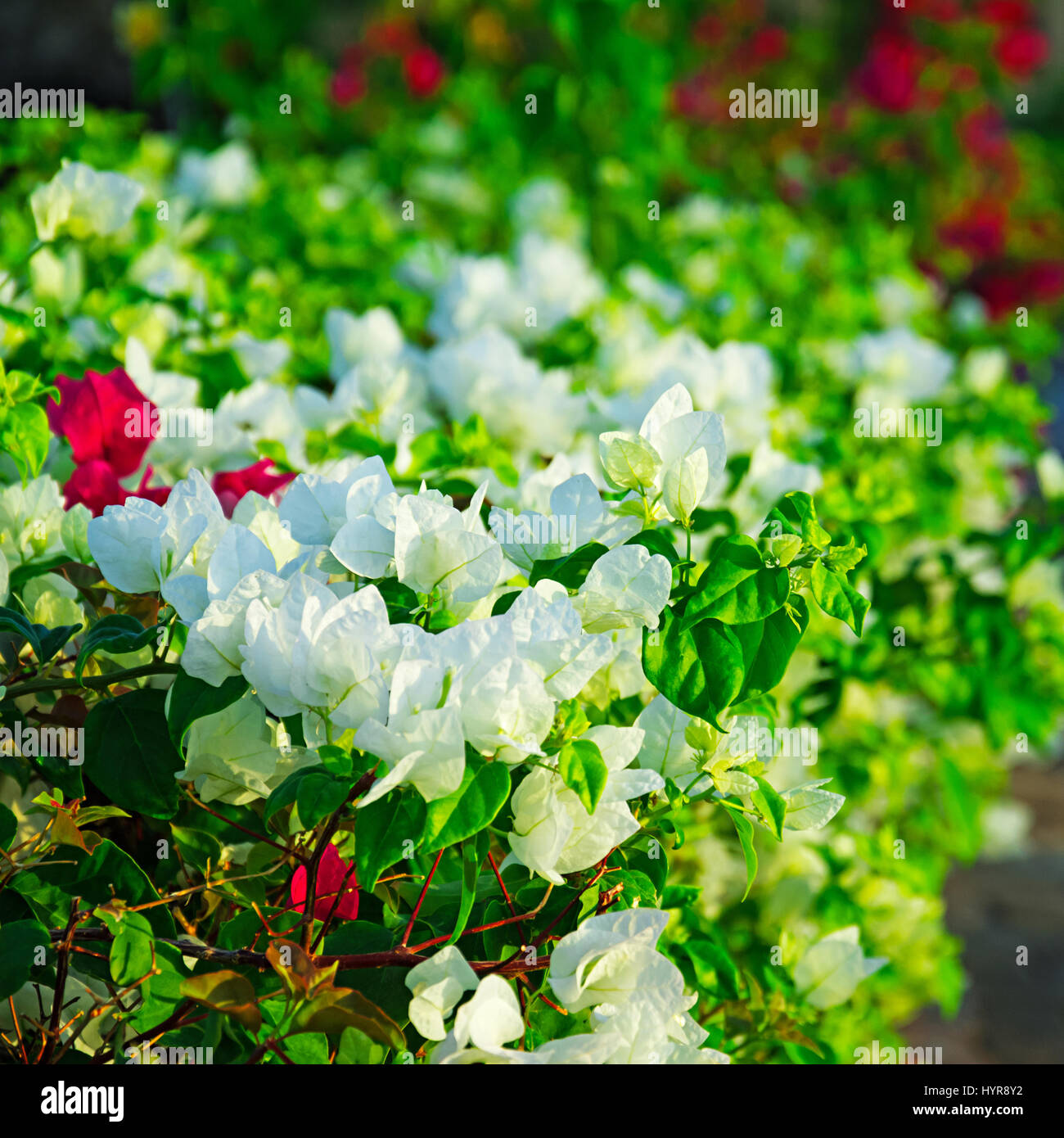 Background of beautiful floral bush Stock Photo - Alamy