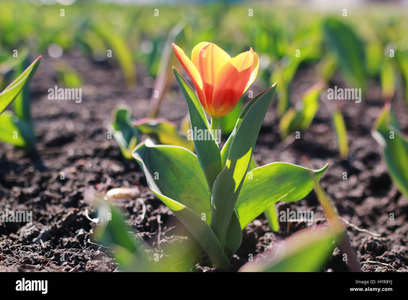 spring flower tulip on ground Stock Photo - Alamy