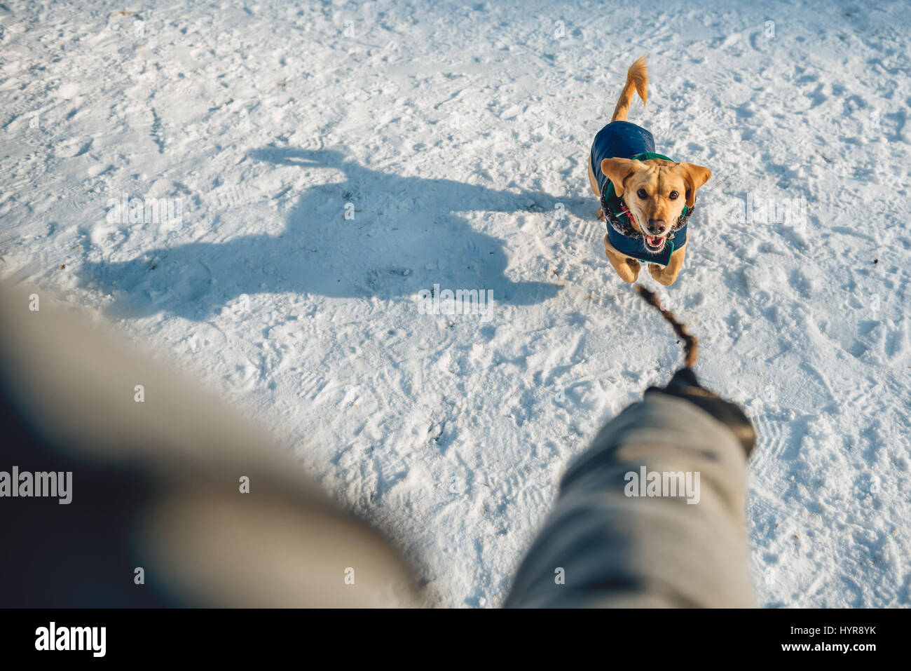 Dog fetching sticks in winter Stock Photo - Alamy