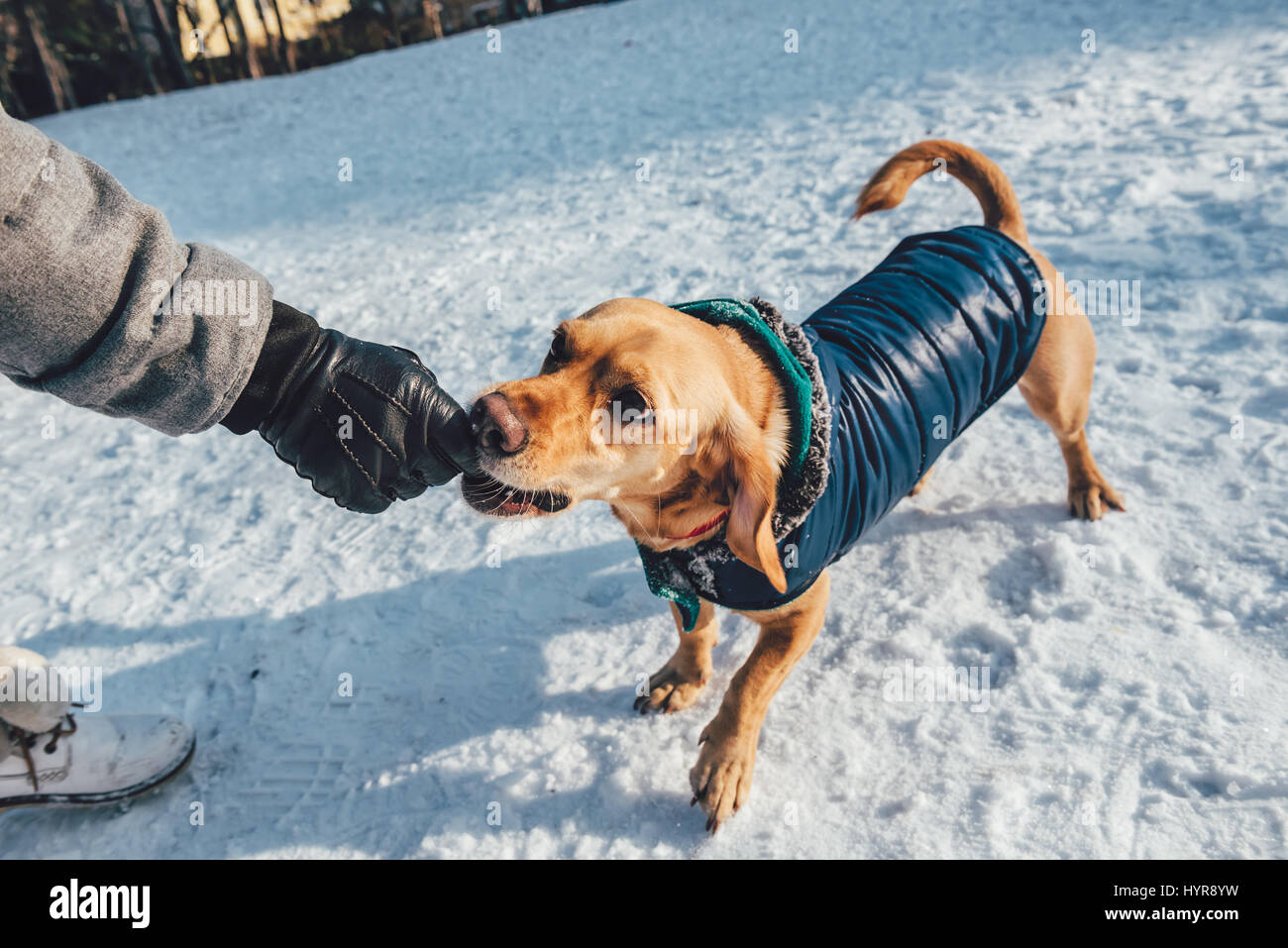 Dog fetching sticks in winter Stock Photo - Alamy