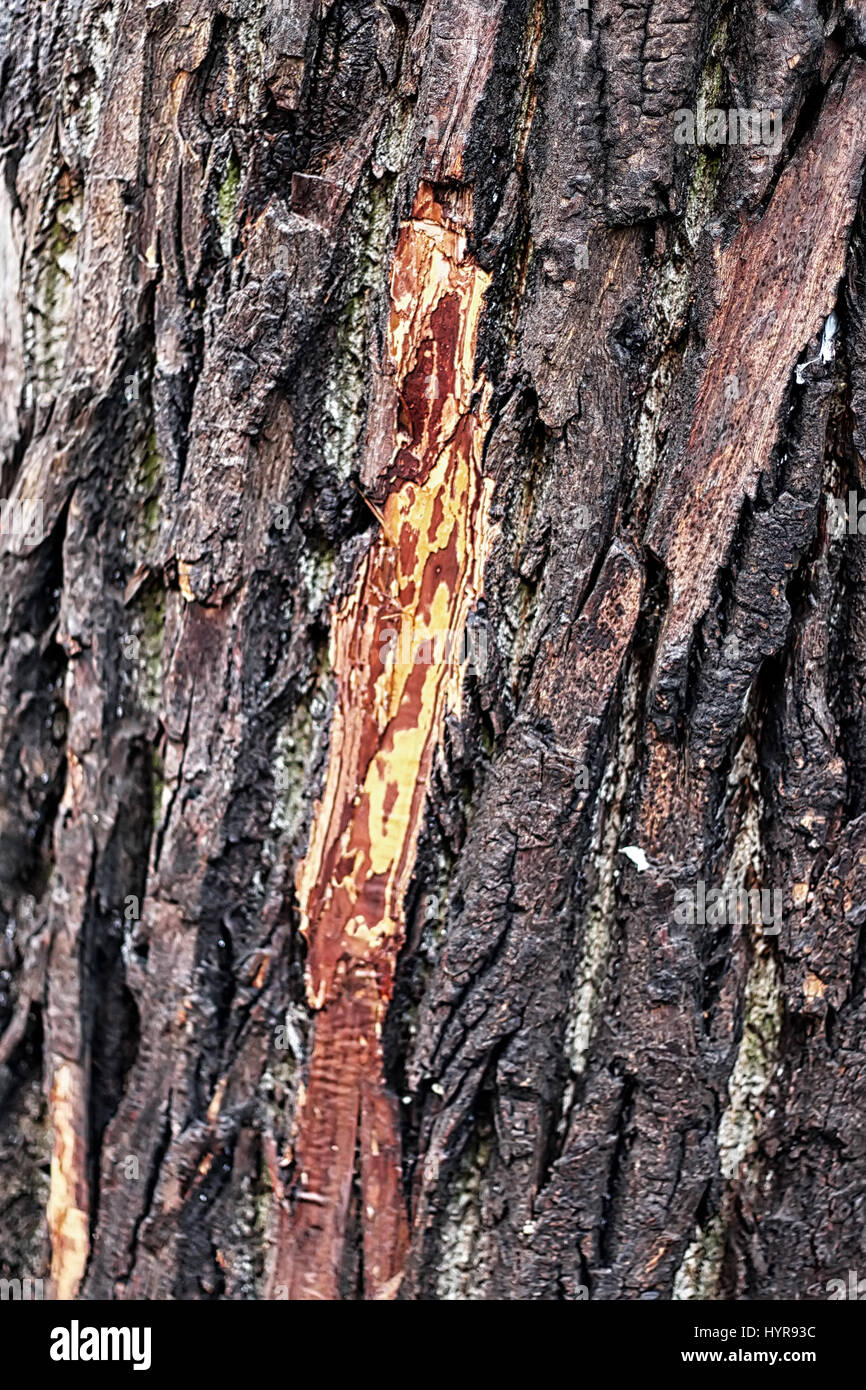 background tree texture Stock Photo - Alamy