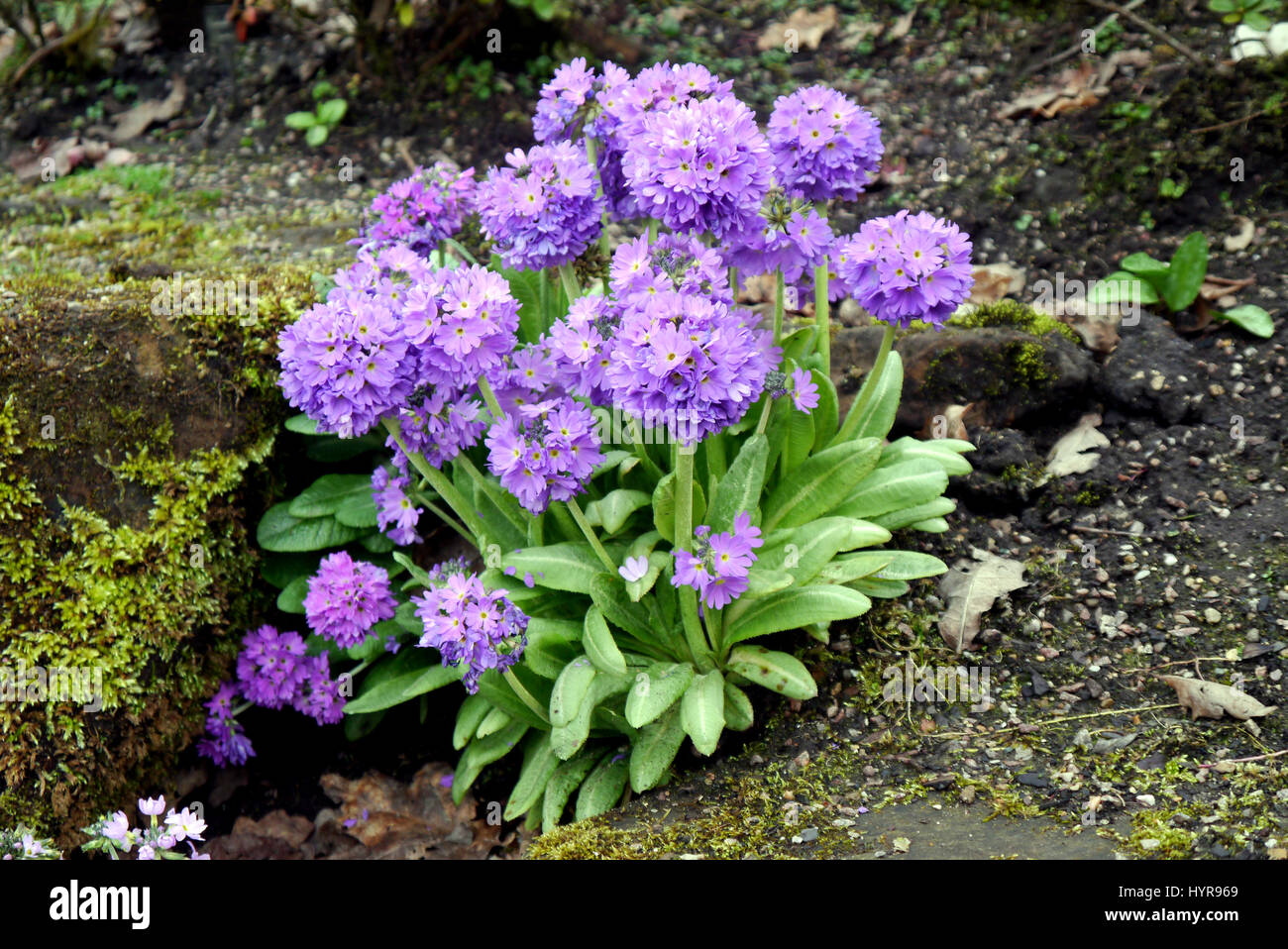 A Bunch of Purple Drumstick primrose or the Himalayan Primrose (Primula ...