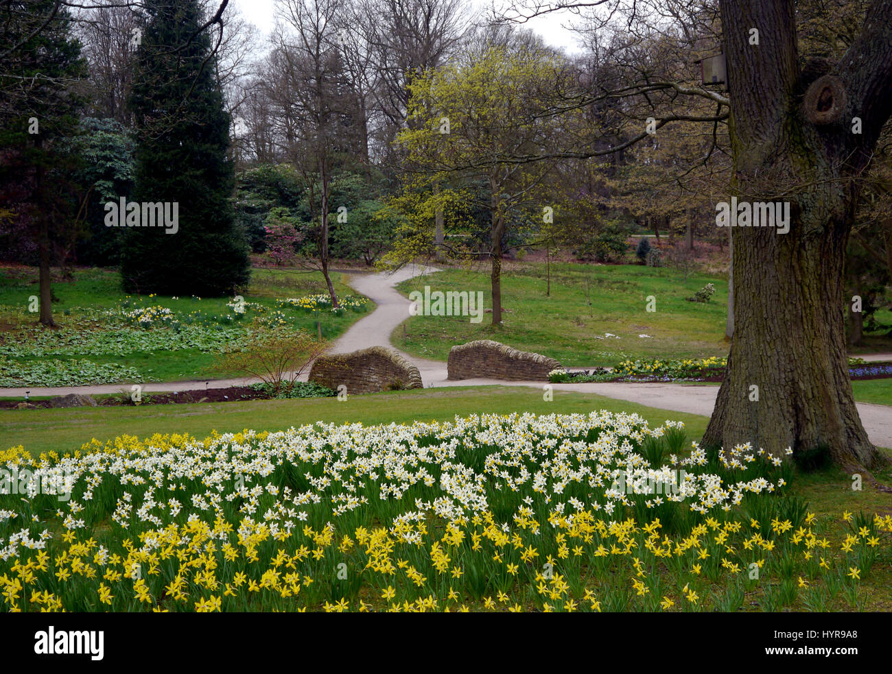 Daffodils, Footbridge and Path at RHS Garden Harlow Carr, Harrogate ...