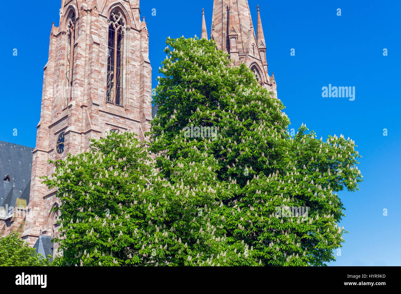 Blossoming chestnut tree and St Paul protestant church at spring ...