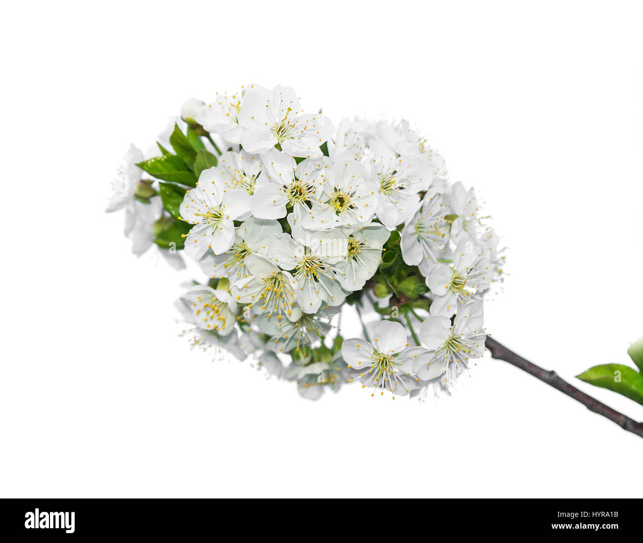 Closeup cherry spring tree Cut Out Stock Images & Pictures - Alamy