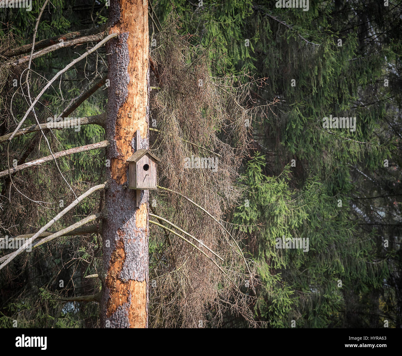 Wooden birdhouse on a tree Stock Photo - Alamy