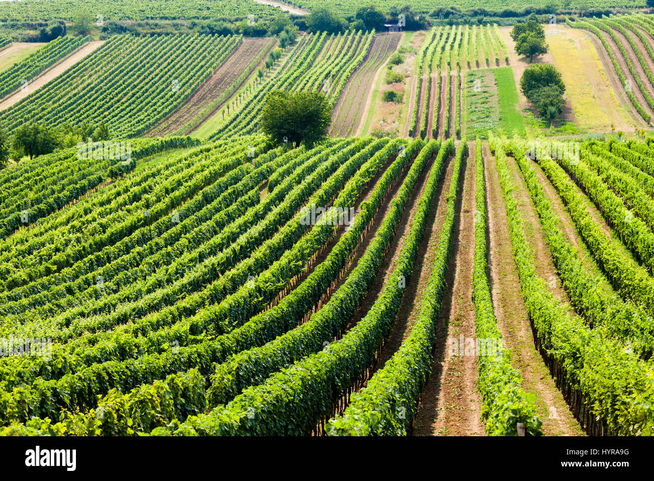 vineyard called Noviny near Cejkovice, Czech Republic Stock Photo - Alamy