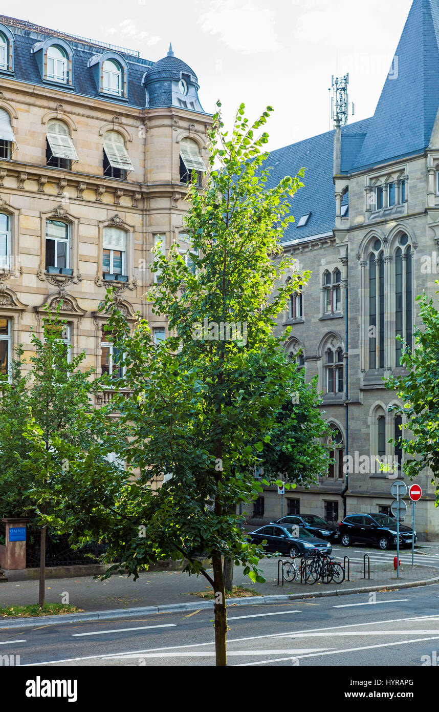 Young lime tree hi-res stock photography and images - Alamy