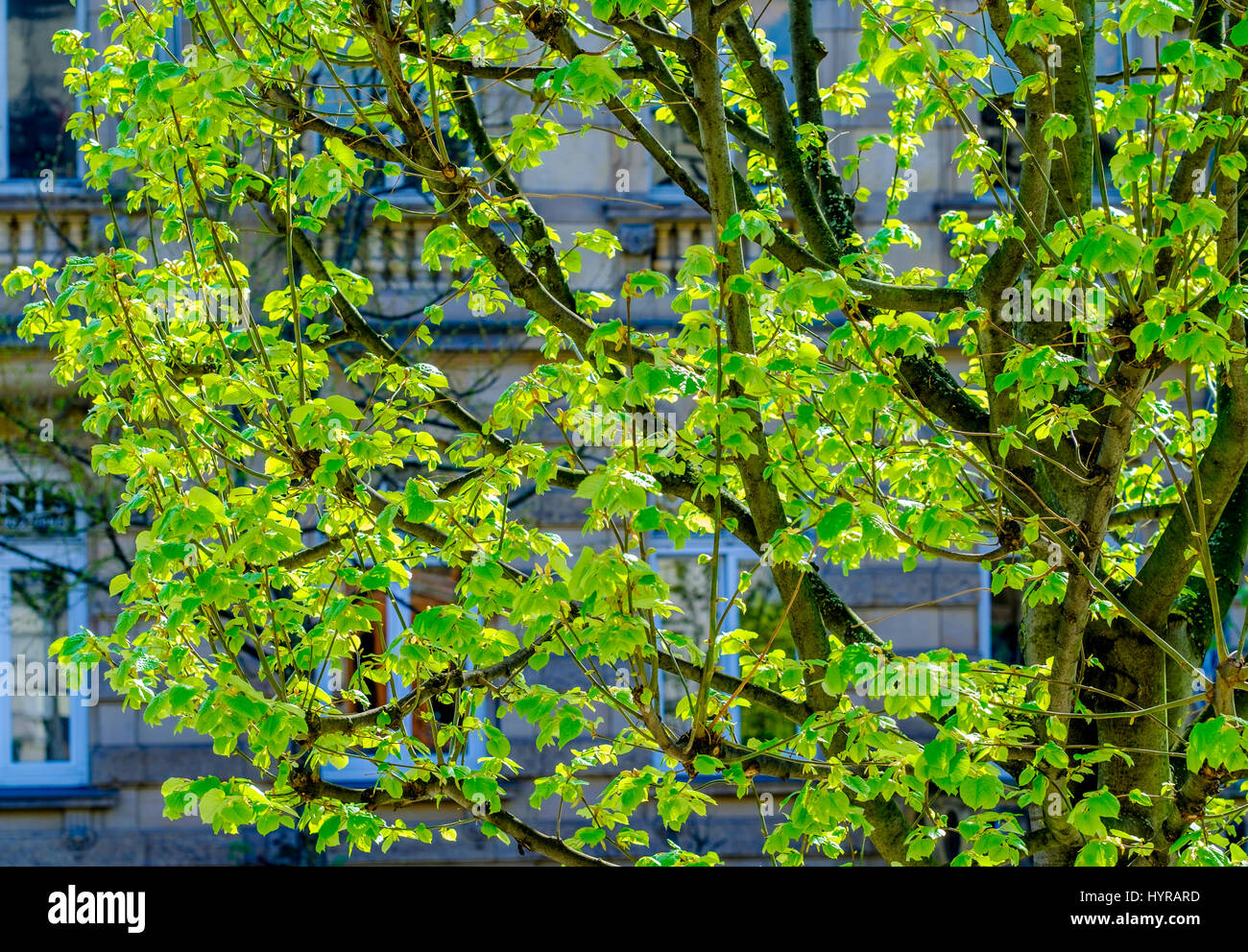Lime green foliage hi-res stock photography and images - Alamy