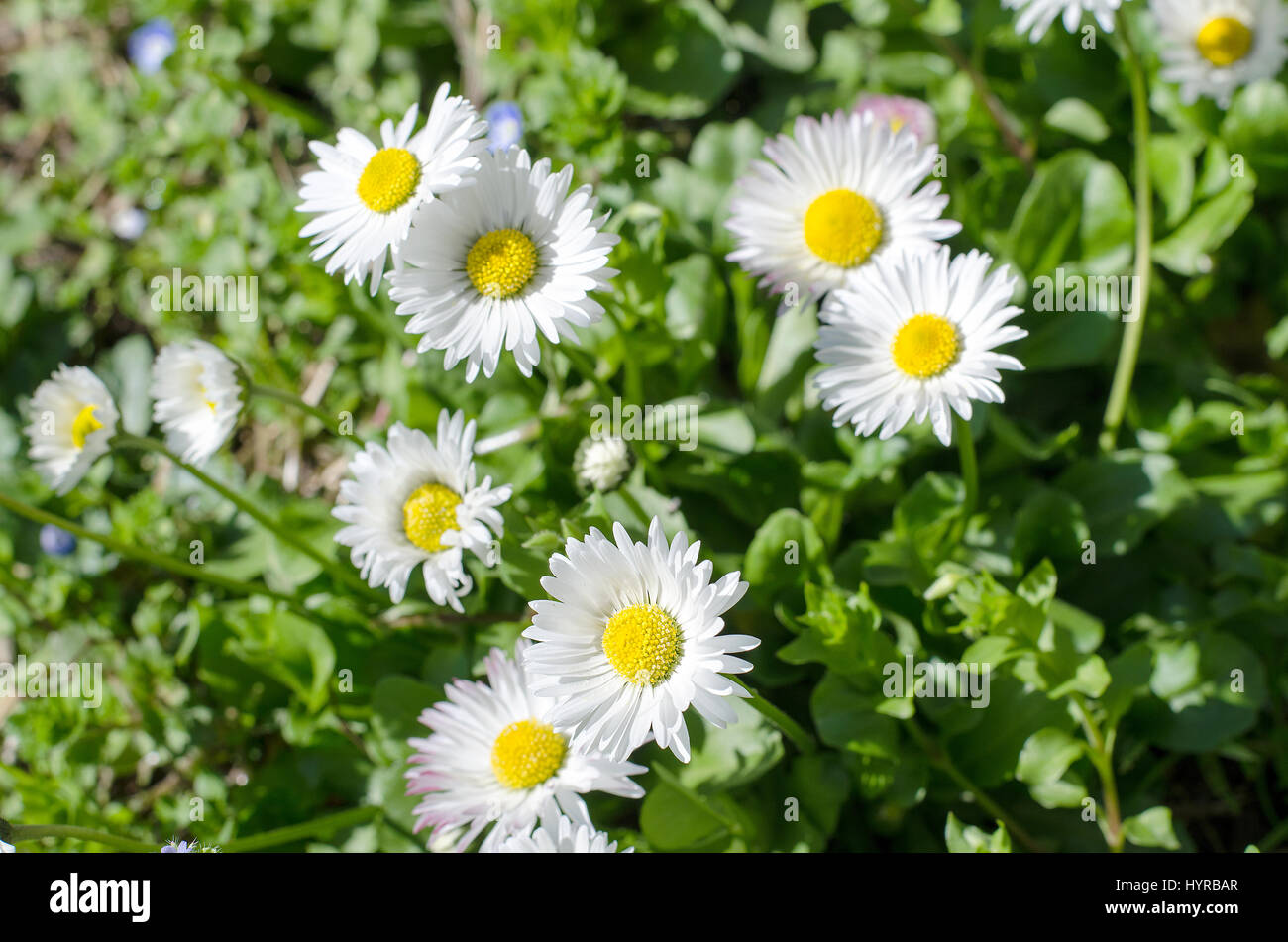 Spring field with daisy flowers Stock Photo - Alamy