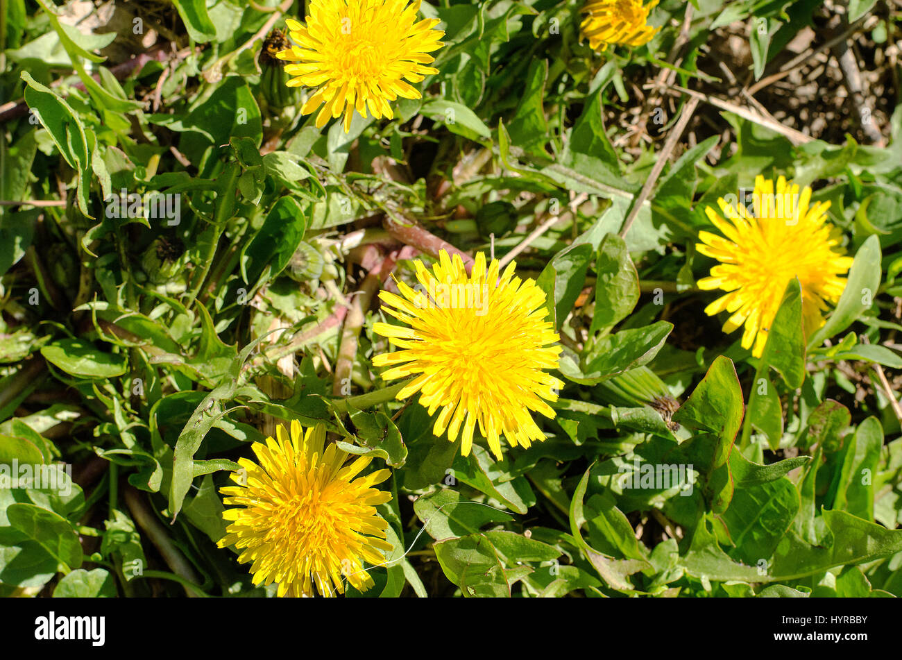 Spring field with dandelions Stock Photo - Alamy