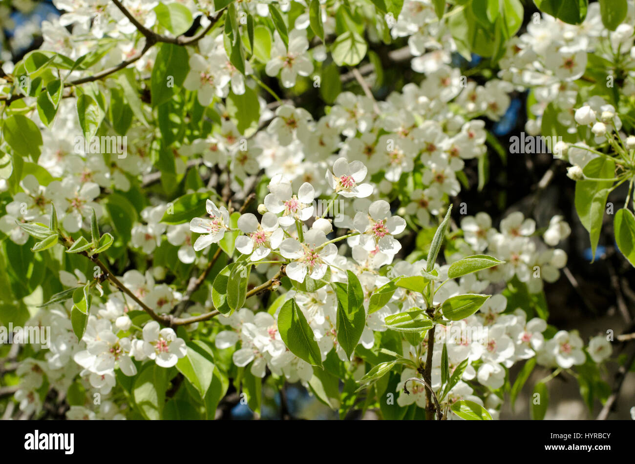 Spring blossoming pear tree Stock Photo - Alamy