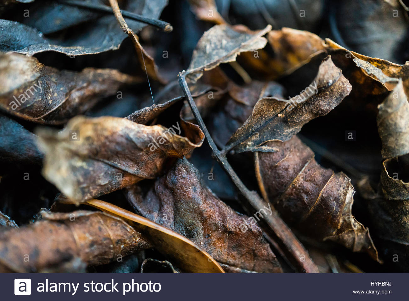 Dead Leaves On The Ground High Resolution Stock Photography and Images ...
