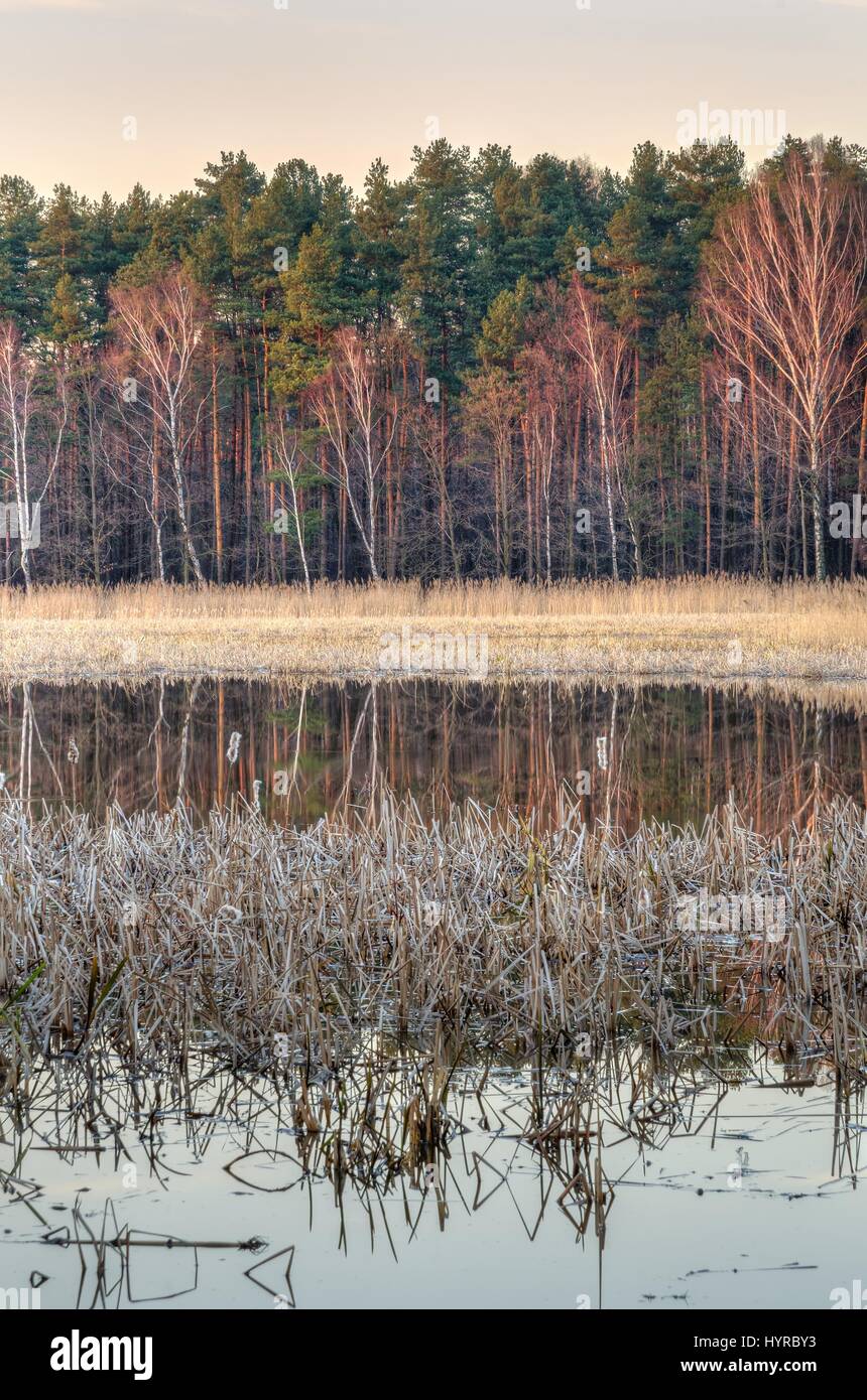 Spring nature landscape. Pond in a forest with trees reflections Stock ...
