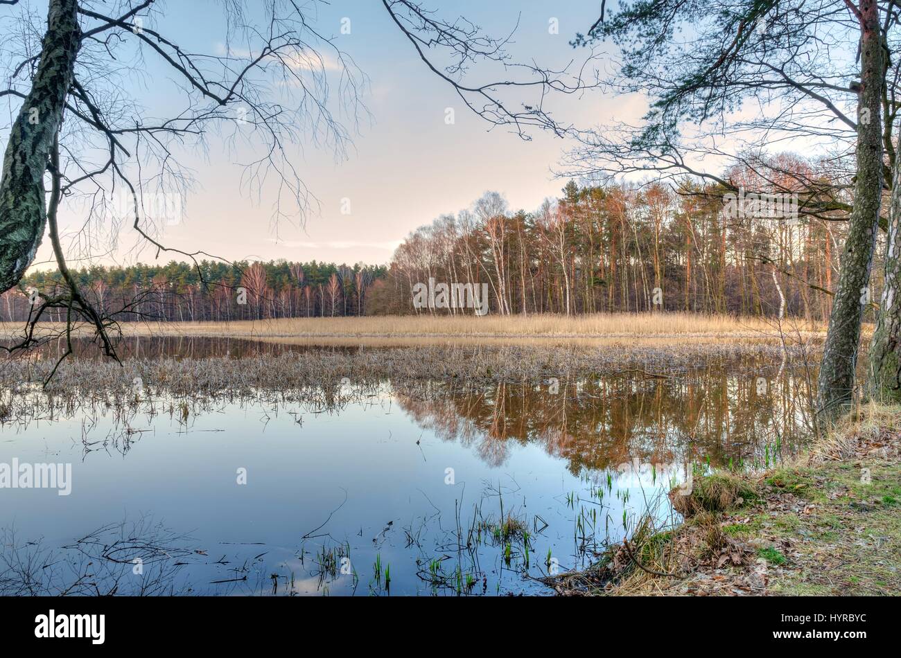 Spring nature landscape. Coast ponds in the forest Stock Photo - Alamy