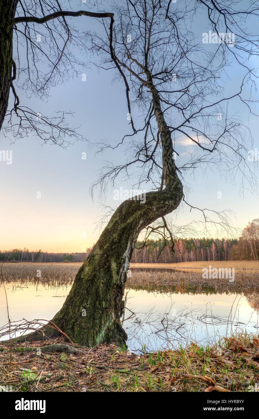 Poland water tree hi-res stock photography and images - Alamy